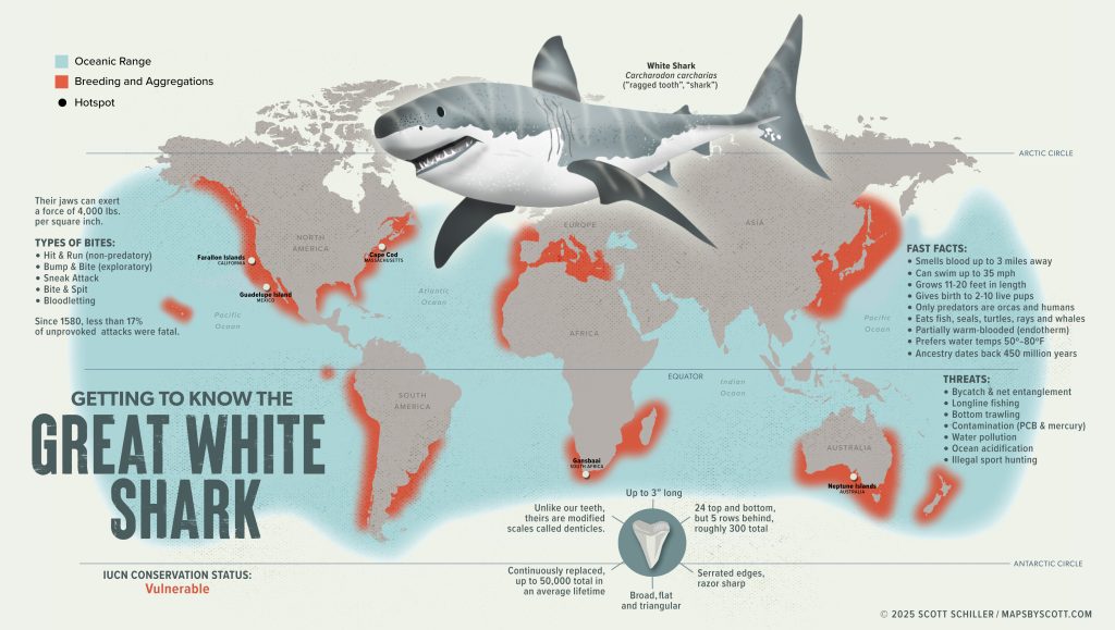 Maps by ScottGreat White Shark - Maps by Scott